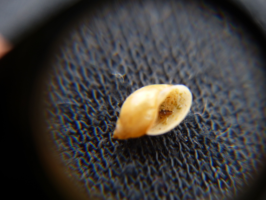 Bladder Snails from Gachantivá, Boyacá, Colombia on October 9, 2023 at ...