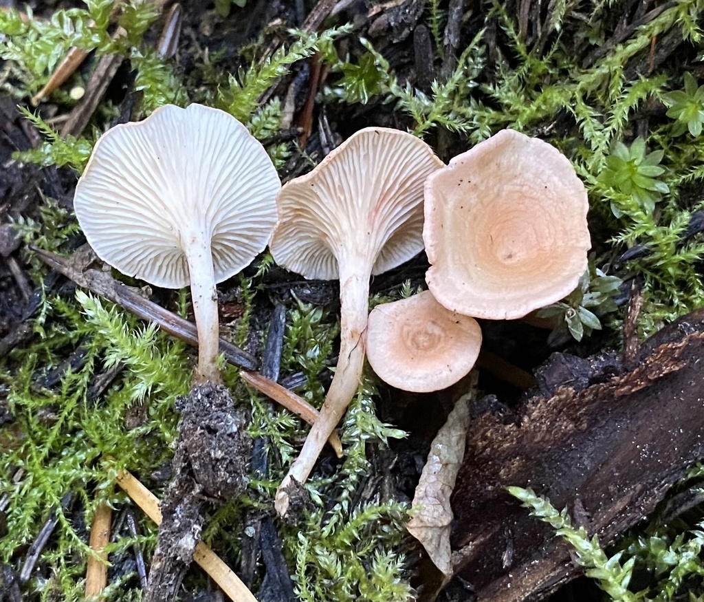 Aphroditeola olida from Boise National Forest, Cascade, ID, US on ...
