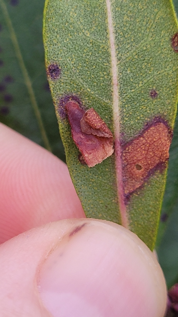 Coleophora paludoides from Souris, PE C0A 2B0, Canada on October 8 ...