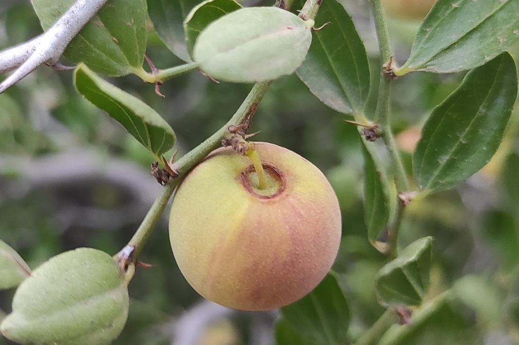 Lotus of the Lotophages (Ziziphus lotus) - Botanical Realm