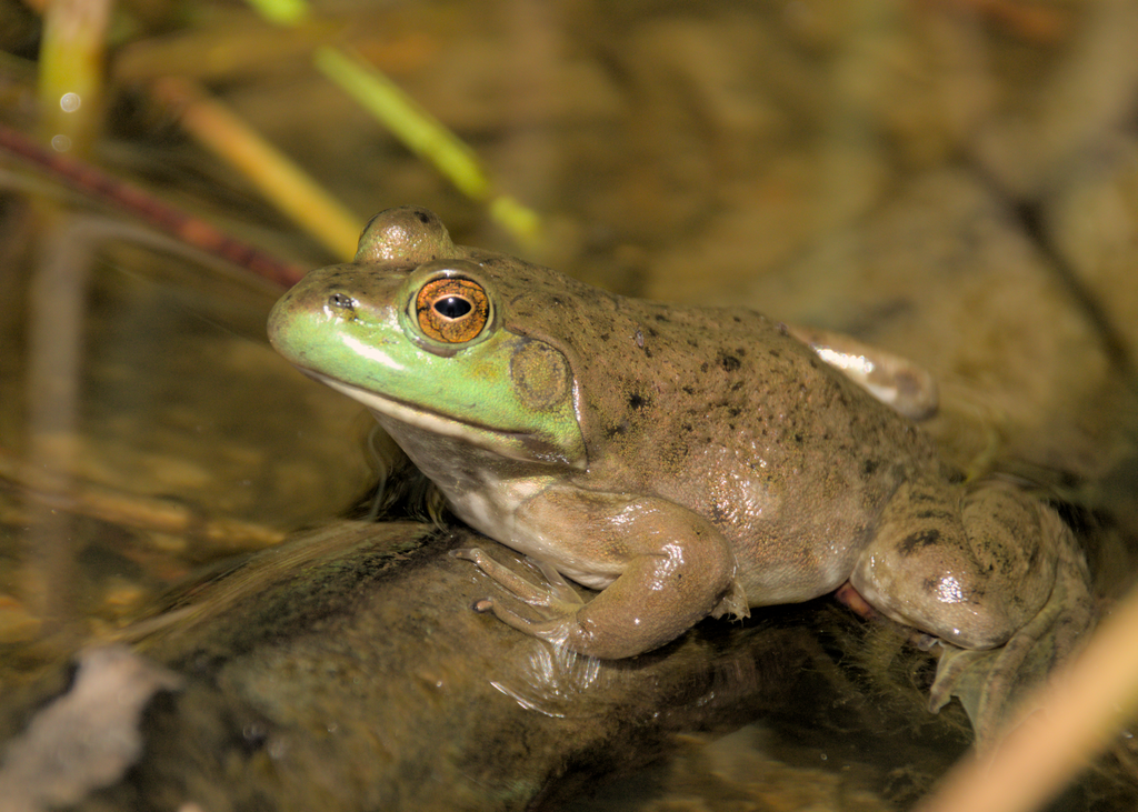 American Bullfrog in September 2022 by Hungry-Sarracenia Photo ...