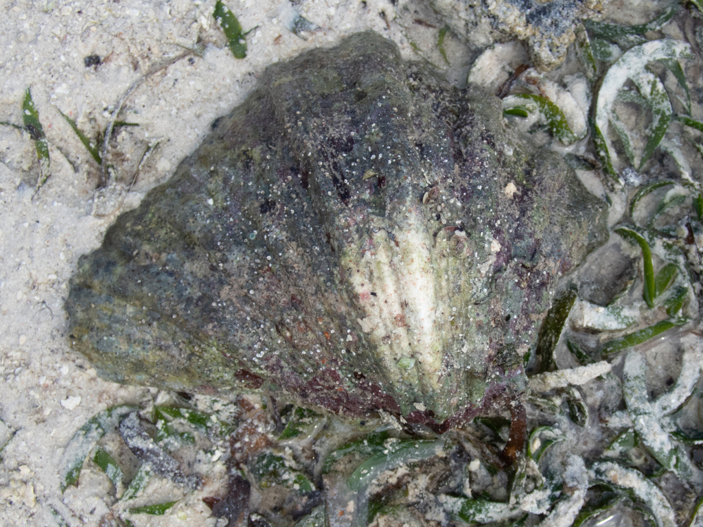 Bear Paw Clam in September 2023 by John D Reynolds. Arborek Island ...