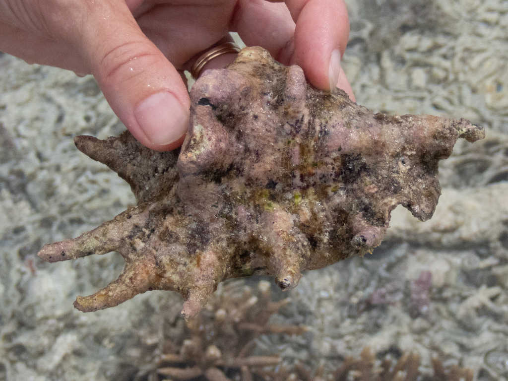 Common Spider Conch from Arborek Island, Raja Ampat, Indonesia on ...