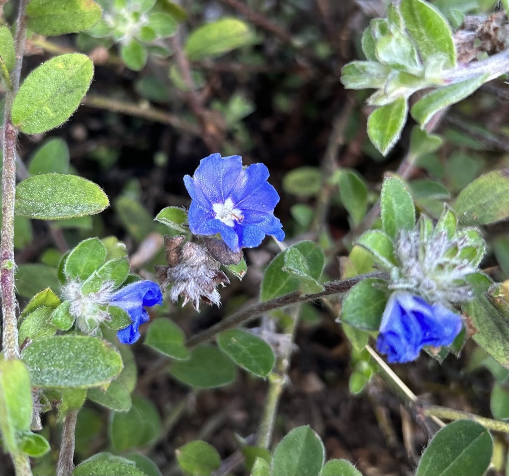tropical speedwell from Moreton Bay Marine Park, Russell Island, QLD ...