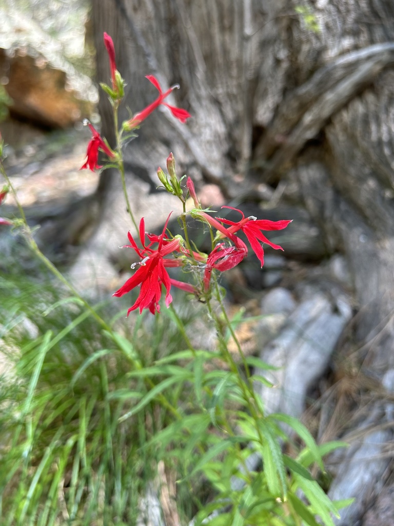 cardinal flower from Coronado National Forest, San Simon, AZ, US on ...