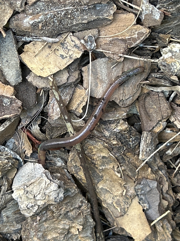 Common Earthworm from E Fletcher Ave, Tampa, FL, US on October 9, 2023 ...