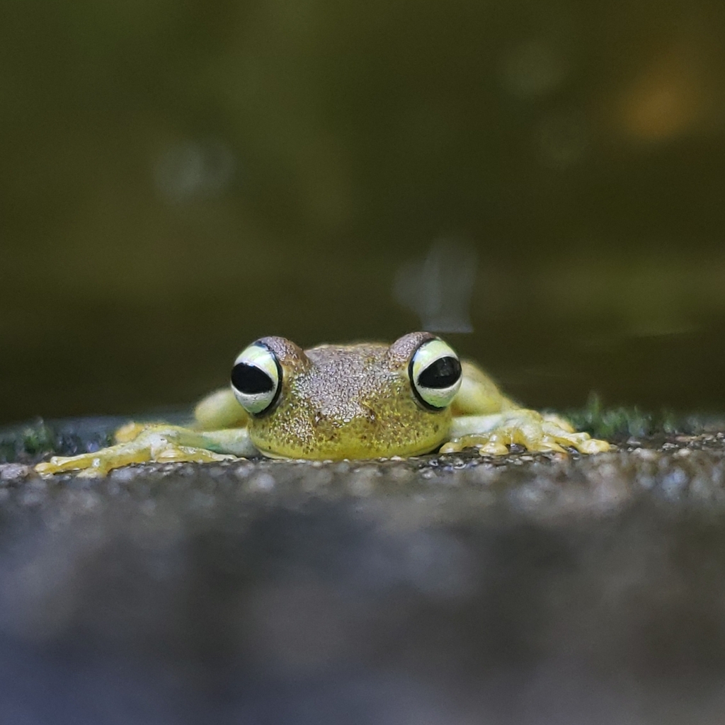 Banana Tree Dwelling Frog from Monterrey, Casanare, Colombia on October ...