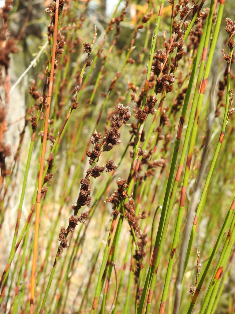 Baloskion pallens from Takura QLD 4655, Australia on October 9, 2023 at ...