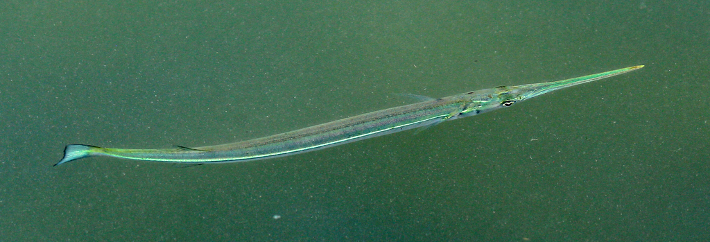 Atlantic Needlefish from Cameron County, TX, USA on October 3, 2023 at ...