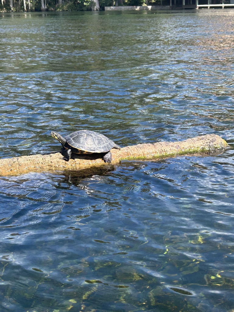 River Cooter from Wakulla River, Crawfordville, FL, US on October 9, 2023 at 02:21 PM by ...