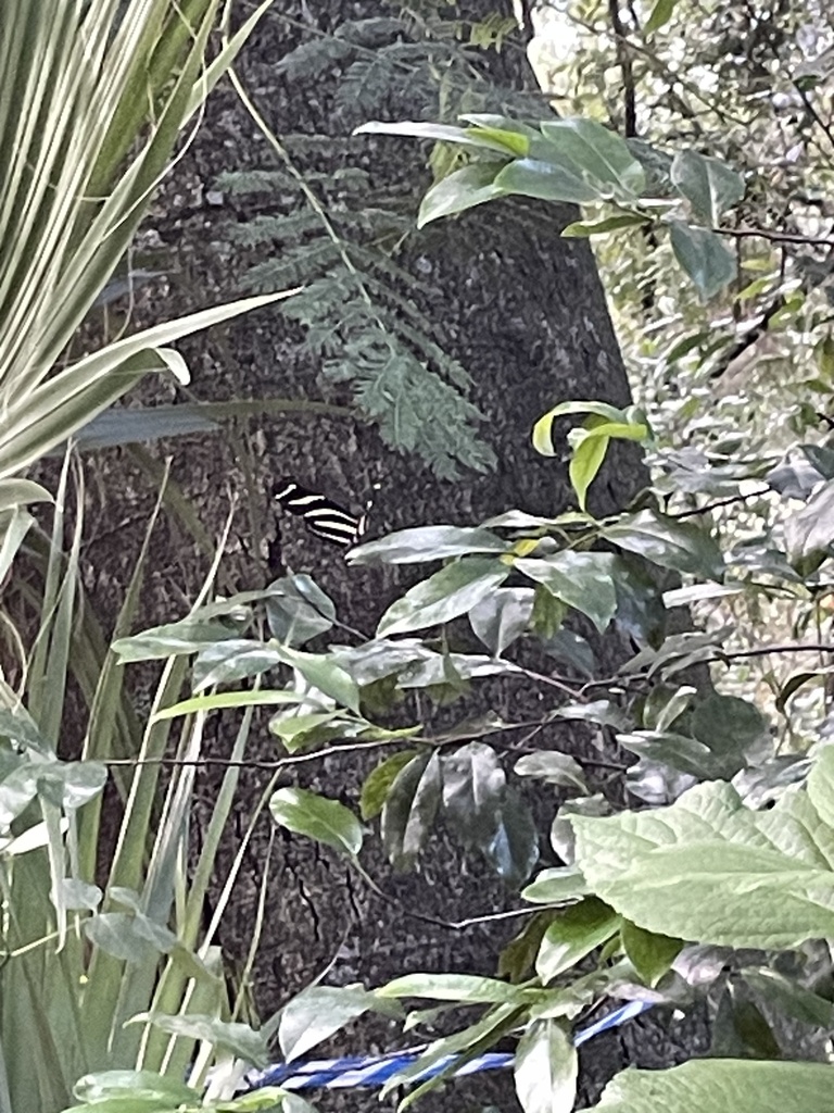 Zebra Longwing from N 52nd St, Temple Terrace, FL, US on October 9 ...
