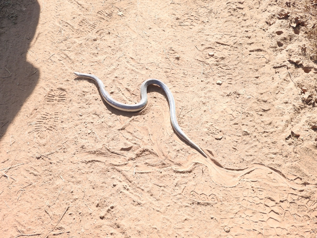 Mexican Burrowing Python from 63630 Nay., México on December 16, 2022 ...