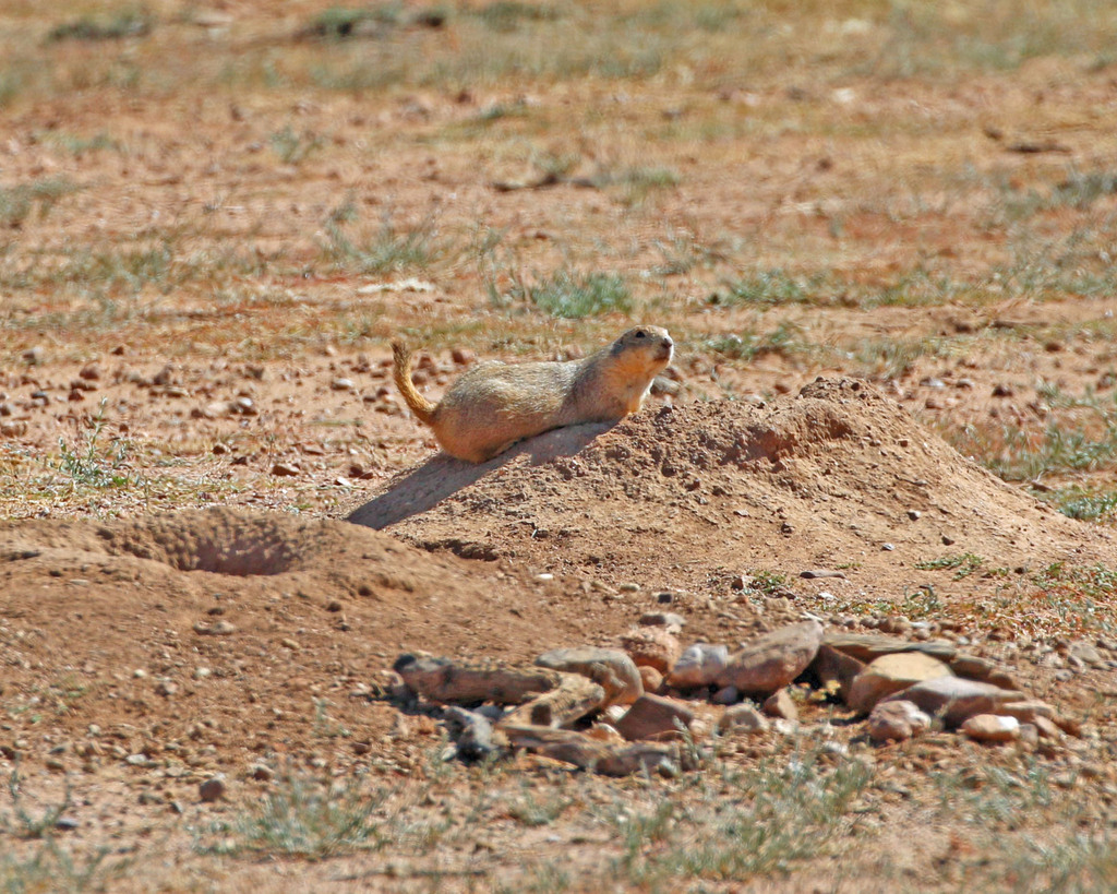 Black-tailed Prairie Dog from Pima County, AZ, USA on October 6, 2023 ...
