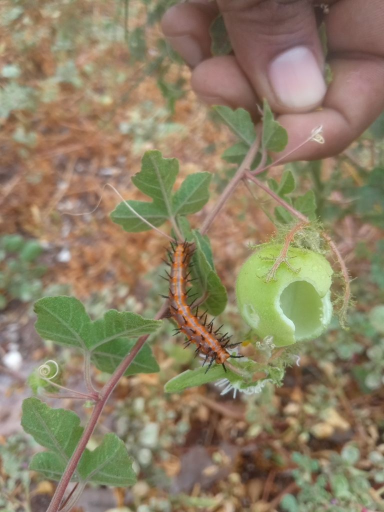 Dione vanillae incarnata from Las Delicias, Los Mochis, Sin., México on October 9, 2023 at 10:10 ...