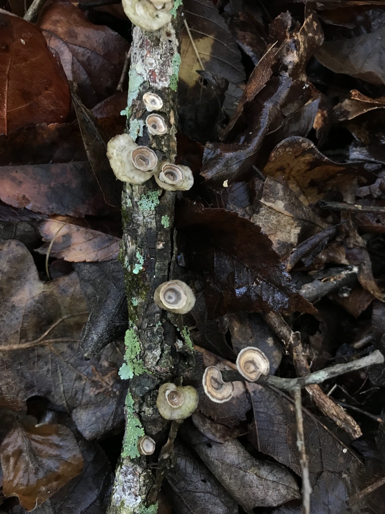 little nest polypore from Farmington, MO, US on October 6, 2023 at 09: ...