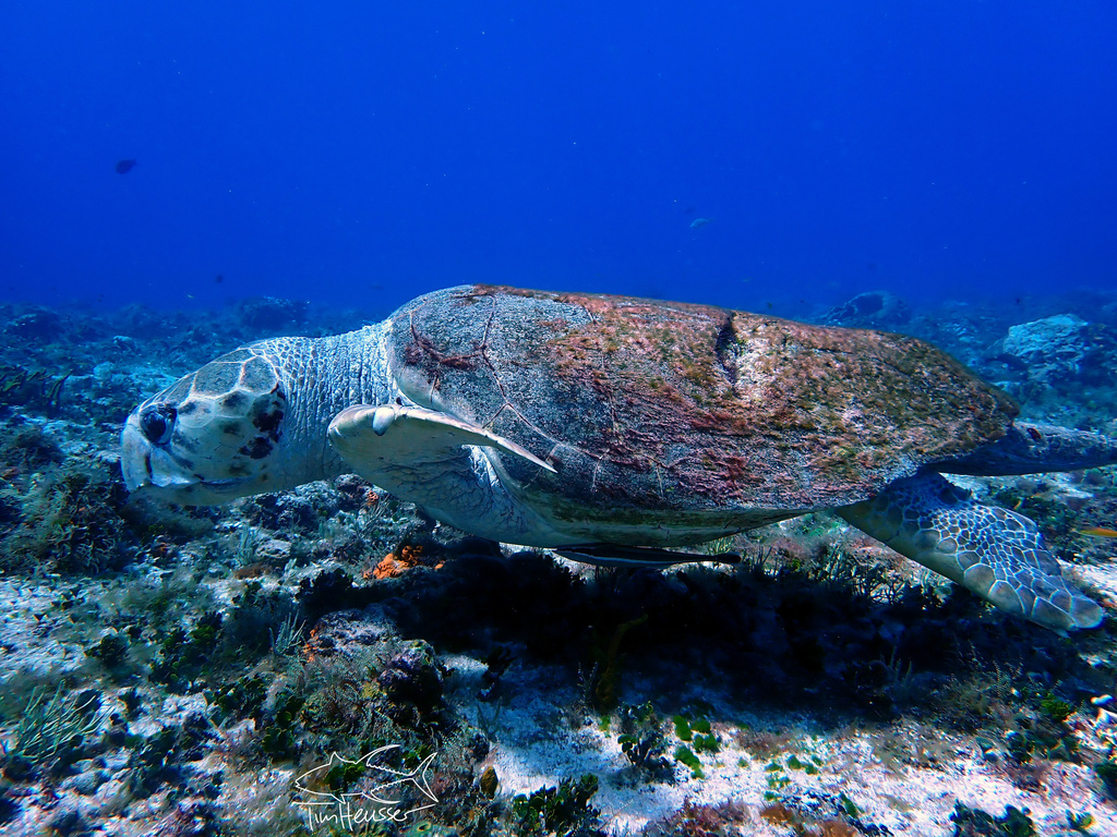 Loggerhead Sea Turtle in October 2023 by tim h · iNaturalist