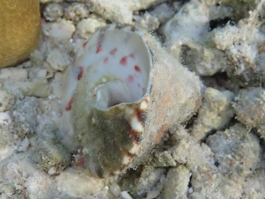 Commercial Top Shell from Arborek Island, Raja Ampat, Indonesia on ...