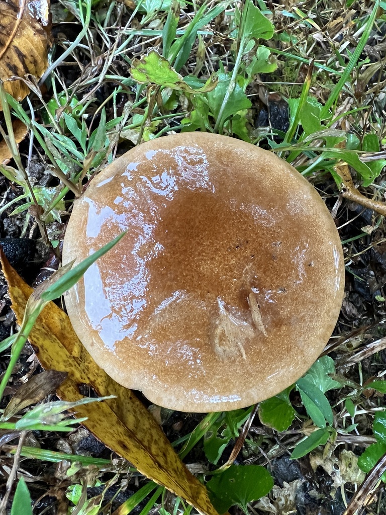 Rooting Polypore from Albert Johnson Rd, Nashville, IN, US on October 5 ...