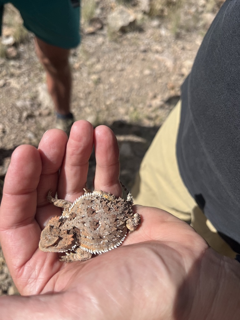 Greater Short-horned Lizard in October 2023 by Nick Loveland · iNaturalist