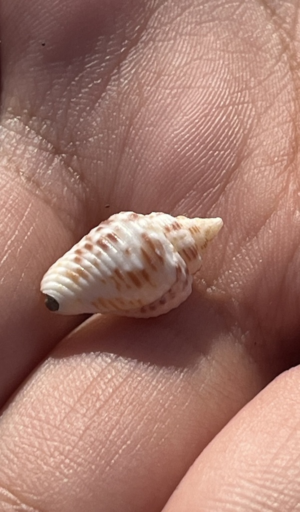 Merchant Dove Shell from Puerto Rico, Guayama, Puerto Rico, US on ...