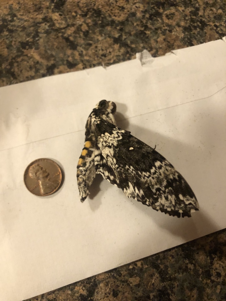 Rustic Sphinx from E 18th St, Tucson, AZ, US on August 29, 2023 at 08: ...