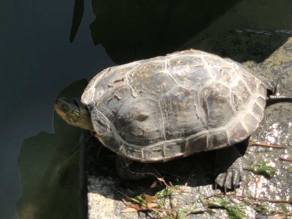 Common thread turtle in June 2023 by fuzzy little duckling · iNaturalist