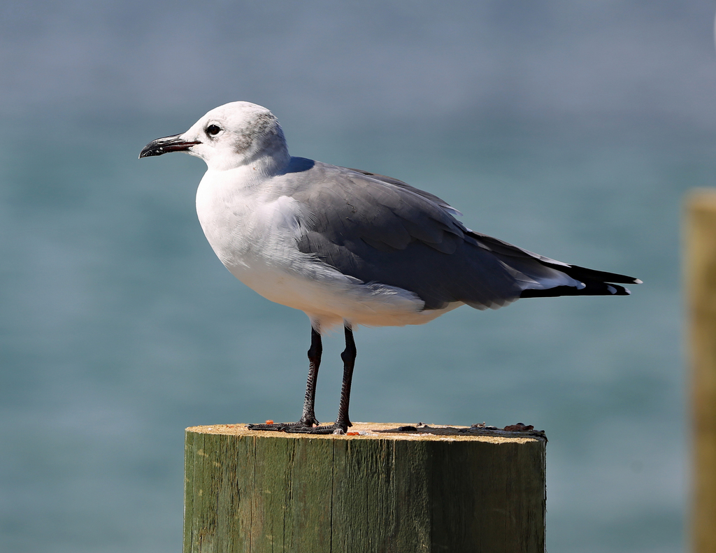 Laughing Gull from Cameron County, TX, USA on October 4, 2023 at 11:05 ...