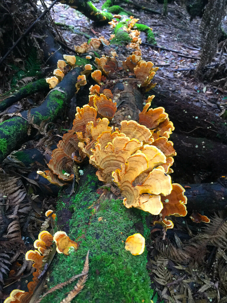 False Turkey-Tail from Trowutta TAS 7330, Australia on September 8 ...
