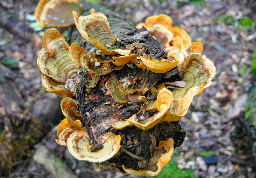 False Turkey-Tail from Trowutta TAS 7330, Australia on September 8 ...