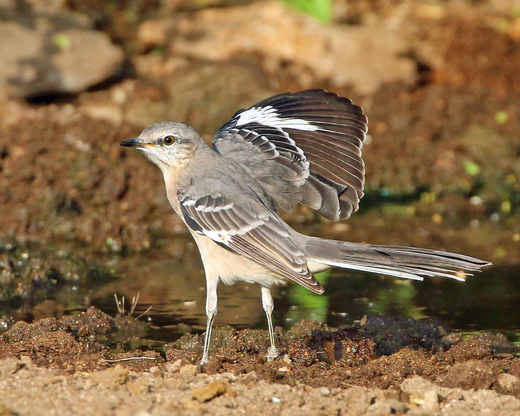 Northern Mockingbird from Green Valley, AZ, USA on October 7, 2023 at ...