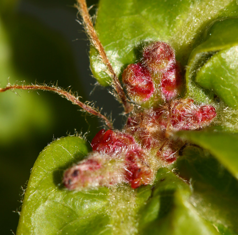 Mongolian Oak (Quercus mongolica) - Botanical Realm