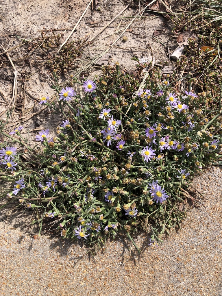 southern annual saltmarsh aster in October 2023 by Matt Tomlinson ...