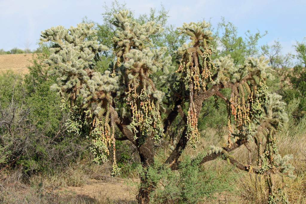 Chain-fruit Cholla from Green Valley, AZ, USA on October 7, 2023 at 09: ...