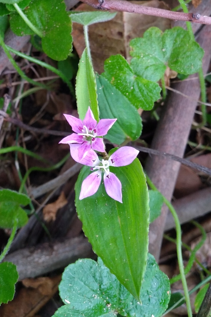 lilac lily from Nielsen Park, Vaucluse, NSW, AU on October 10, 2023 at ...