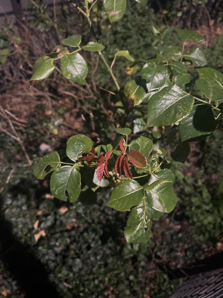 roses from Inwood Hill Park, New York, NY, US on October 9, 2023 at 06: ...