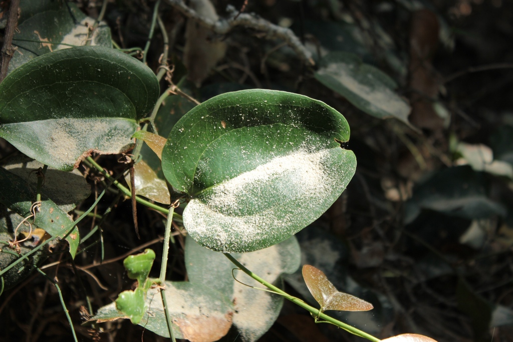 Austral Sarsaparilla from Korogoro Point, Hat Head NSW 2440, Australia on September 19, 2023 at ...