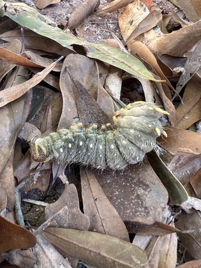 Imperial Moth from Daniel Boone National Forest, Williamsburg, KY, US ...