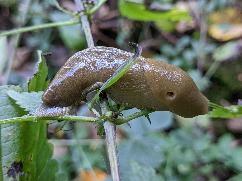Pacific Banana Slug from Burton Acres Park, Vashon, WA, USA on October ...