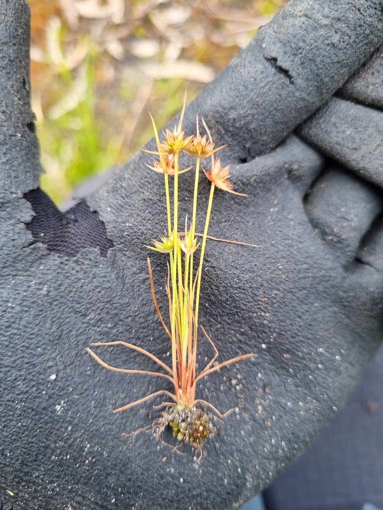 dwarf rush from Mount Martha VIC 3934, Australia on October 10, 2023 at ...