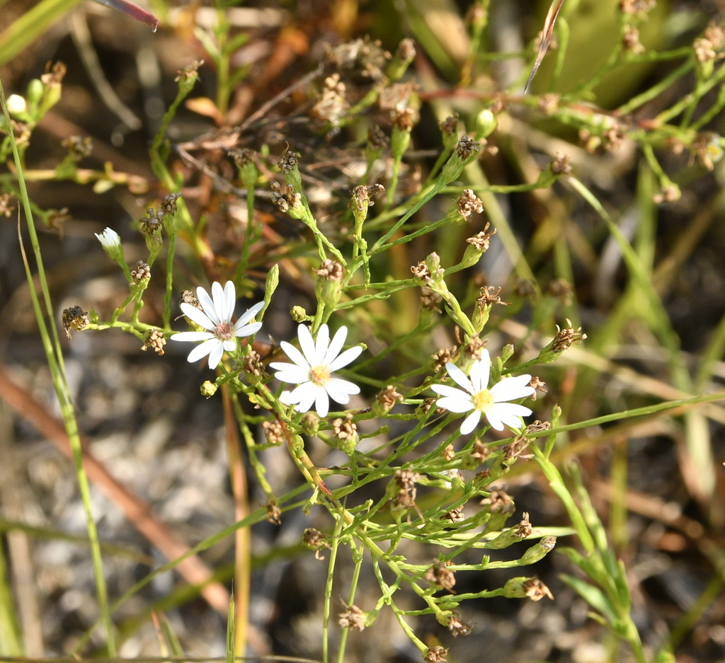serpentine aster from Nottingham County Park, Park Road, Nottingham ...