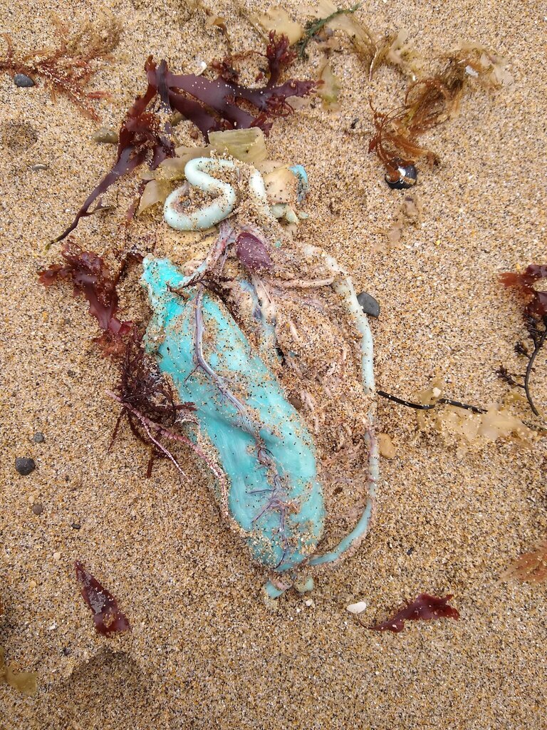 Animals from San Mateo County, CA, USA on May 27, 2022 at 01:25 PM by ...