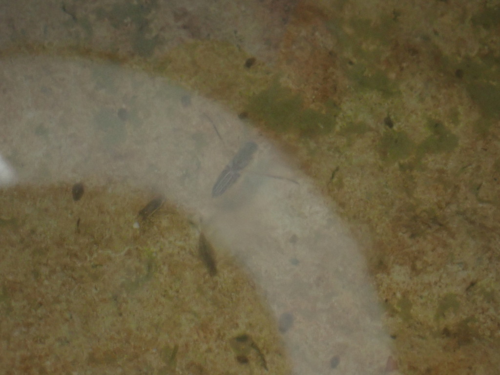 Anisops sardeus from Jerónimos, Madrid, Spain on August 26, 2023 at 12: ...