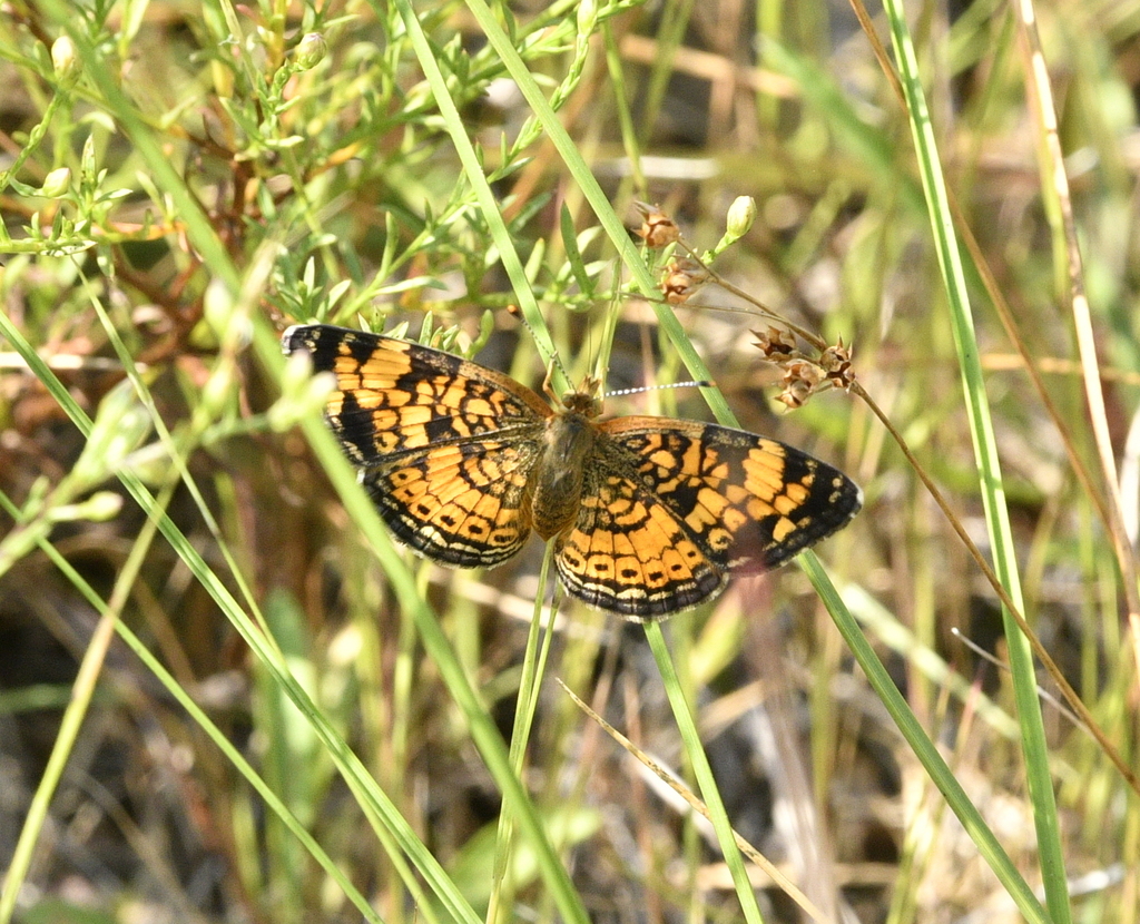 Pearl Crescent from Nottingham County Park, Park Road, Nottingham ...
