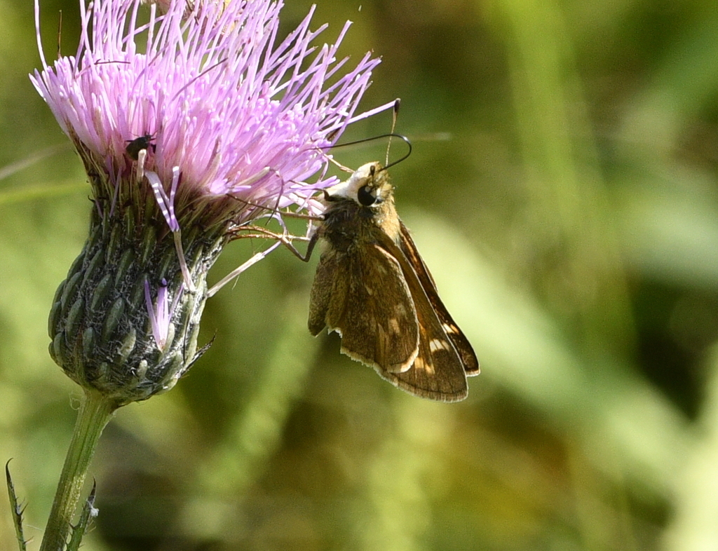 Sachem from Nottingham County Park, Park Road, Nottingham, Chester ...