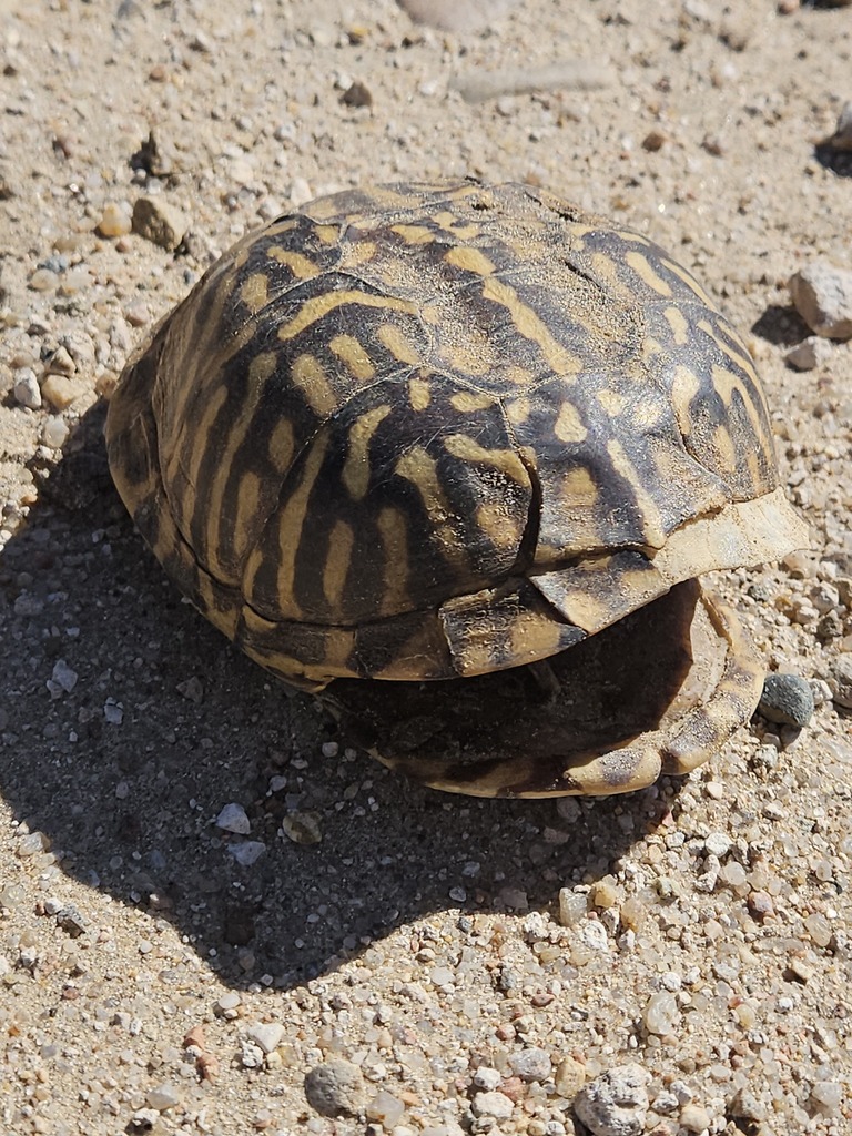 Ornate Box Turtle from Hamilton County, KS, USA on October 9, 2023 at ...