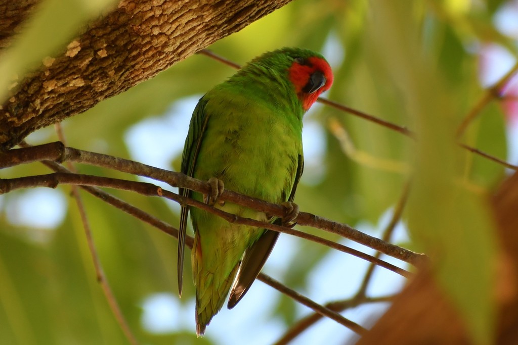 Little Lorikeet from Whitsunday, AU-QL, AU on March 10, 2019 at 02:13 ...