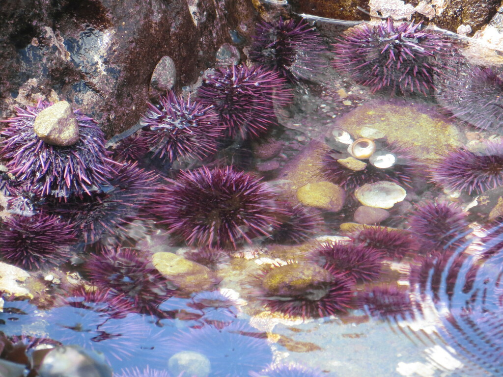 Pacific Purple Sea Urchin from Sonoma County, CA, USA on May 7, 2022 at ...