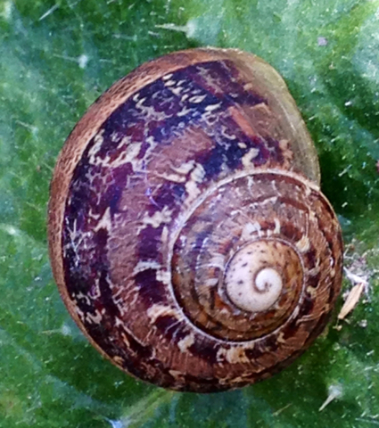 Garden Snail (Waller Creek Taxa Guide) · iNaturalist