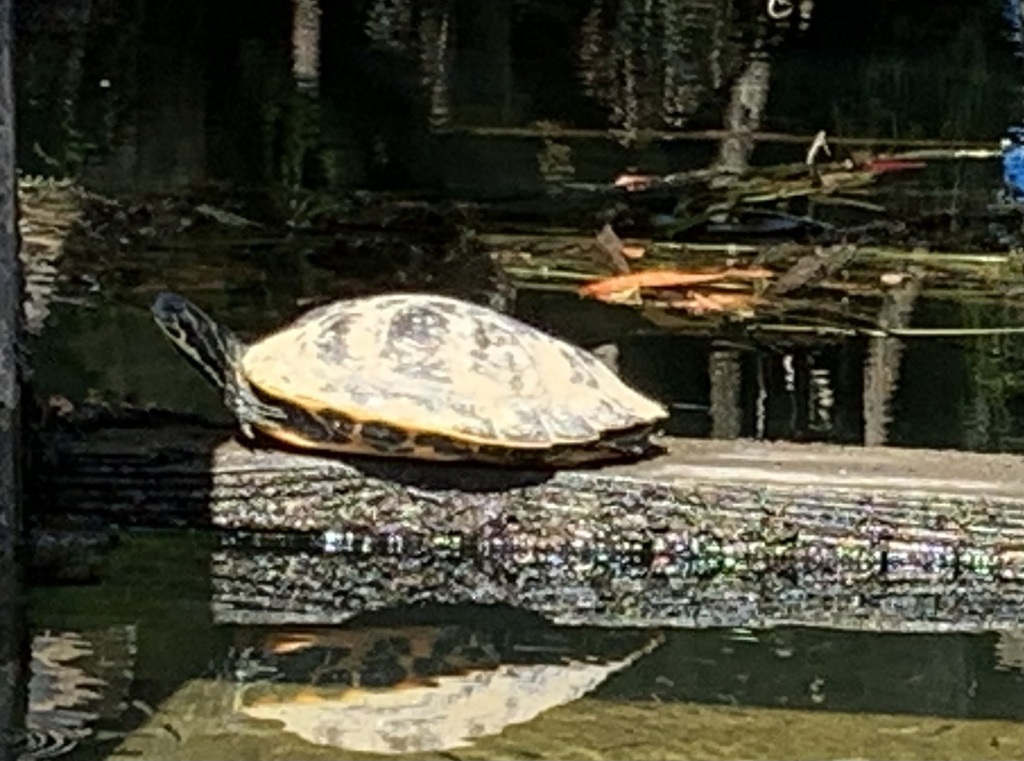 River Cooter from Wakulla River, Crawfordville, FL, US on October 9, 2023 at 02:45 PM by ...