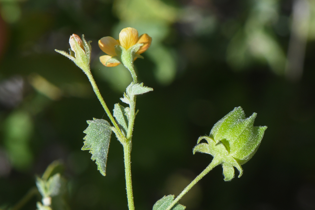 dwarf abutilon in October 2023 by Chloe and Trevor Van Loon · iNaturalist